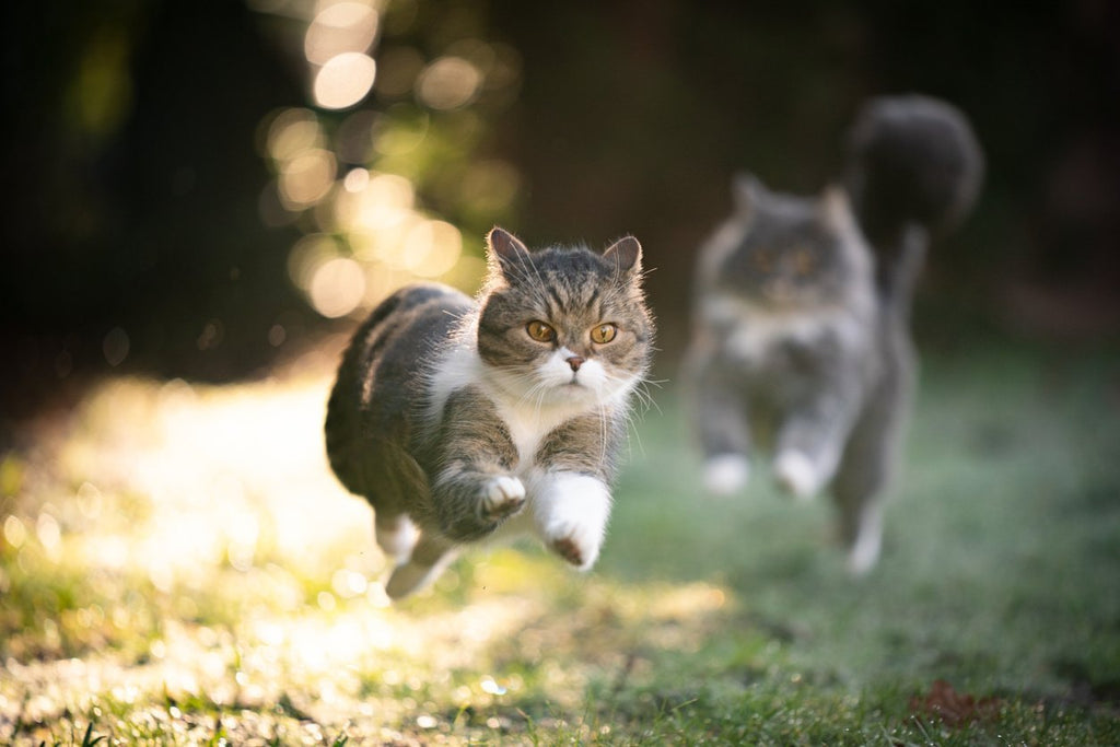 5 Secrets to Maintain Strong Cat Bones – Integricare
