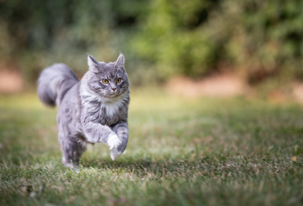 Cat Gut Health: Foods, Supplements & Tips – Integricare