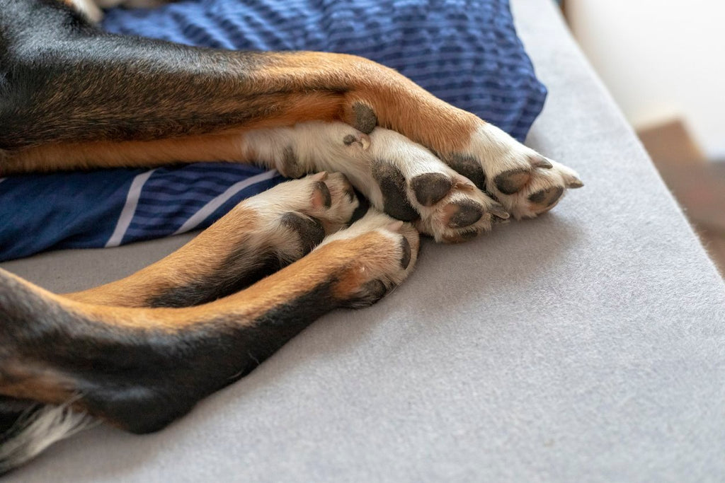 Your Questions on Dog Legs Health Issues Answered – Integricare