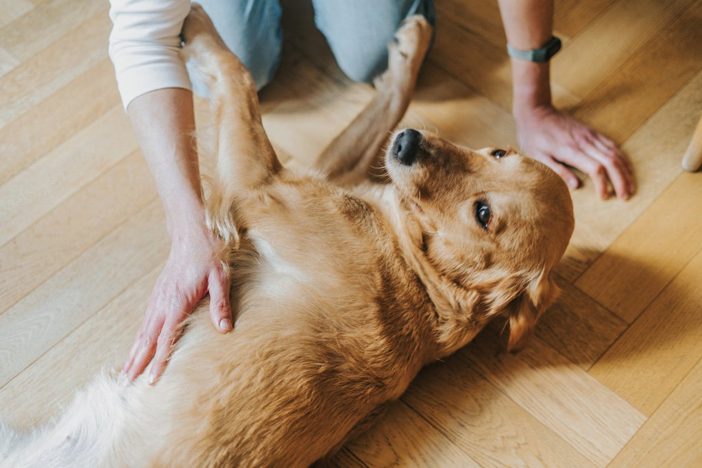 Dog Swollen Hip Area: What to Look For and What to Do – Integricare
