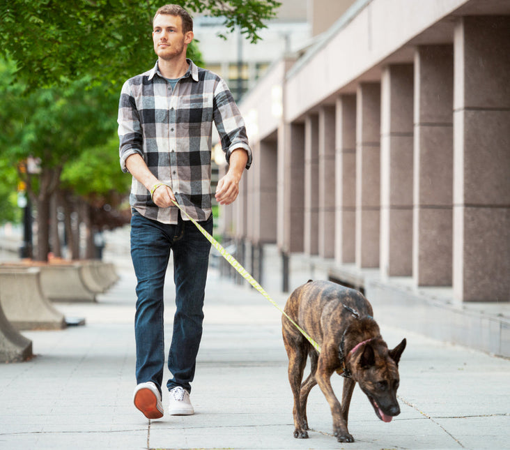 Adequan for Dogs: How it Works, Dosage, Alternatives & More – Integricare