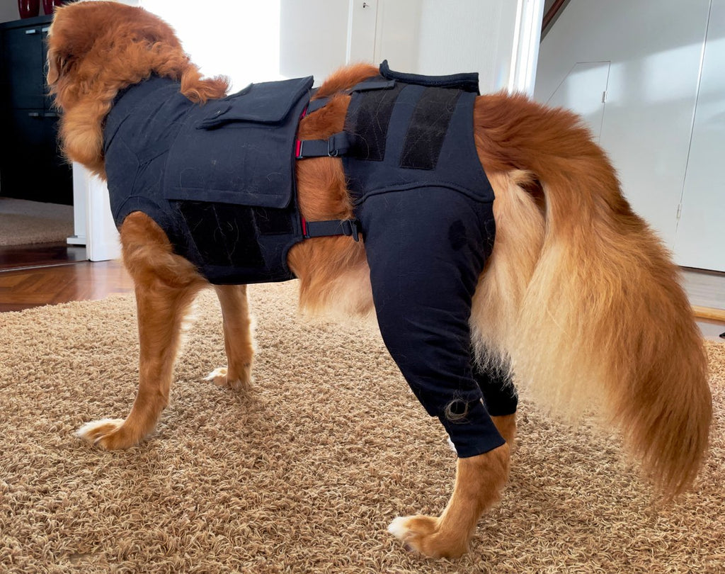 How a Hip Brace for Dogs Can Improve Mobility and Quality of Life ...