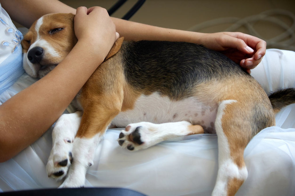 Top 3 Dog Paralysis Back Legs Recovery Tips – Integricare