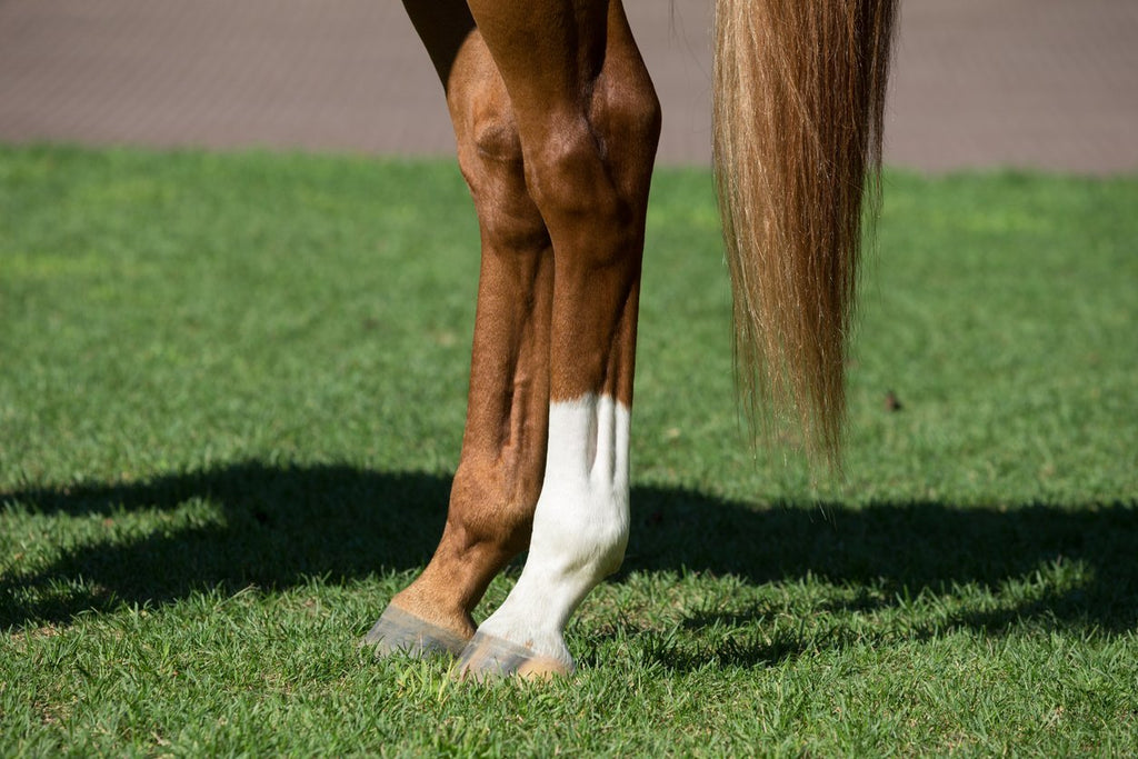 What is Ringbone in Horses? - Definition, Causes, Symptoms & Treatment ...