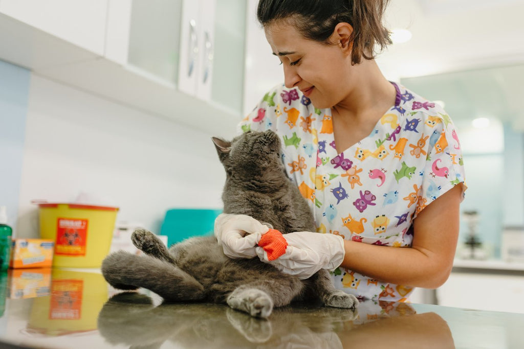 Why Is My Cat Limping? Sprains, Muscle Tears, and Injuries in Cats ...