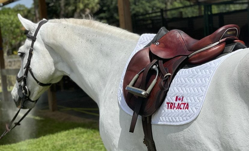 Equine Supplements– Integricare